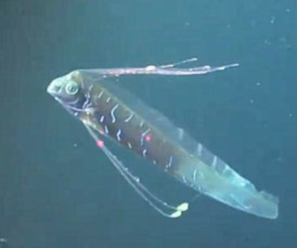 About Oarfish – Global Oarfish Council