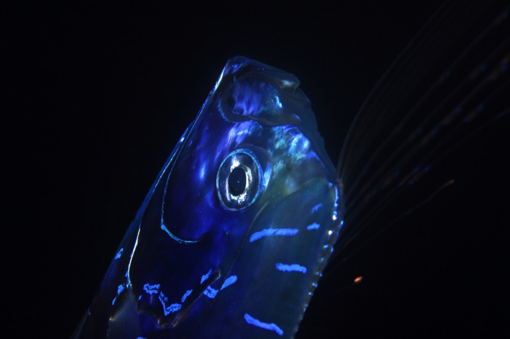 About Oarfish – Global Oarfish Council