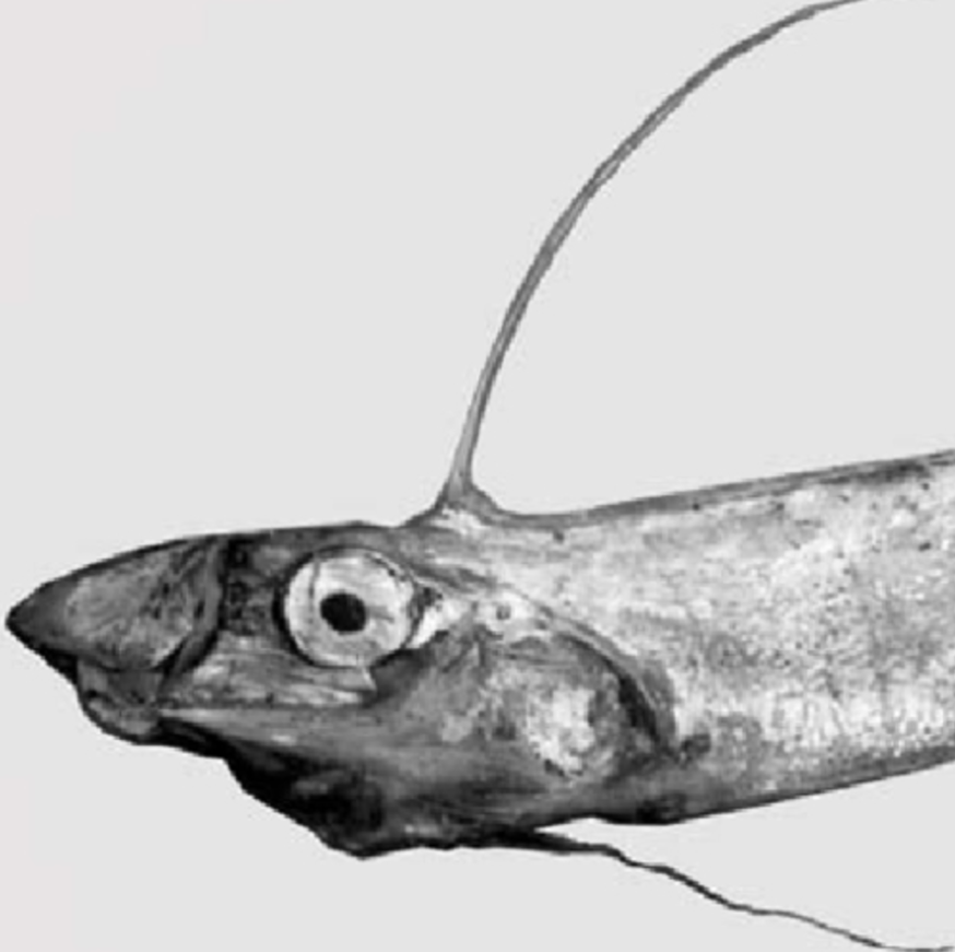 About Oarfish – Global Oarfish Council